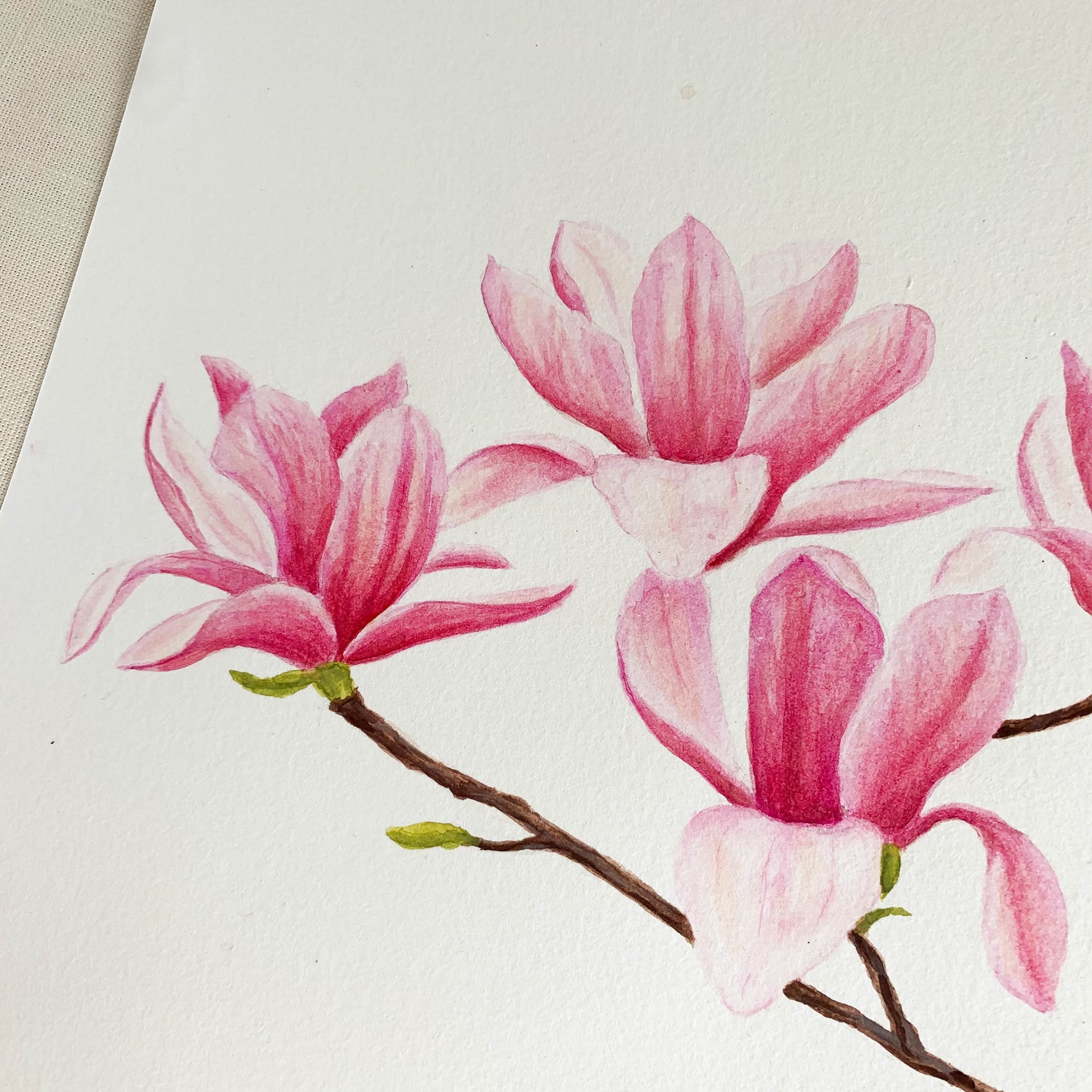 Pink Magnolia Original Watercolor Painting. 12 X 9. Unframed. - Etsy