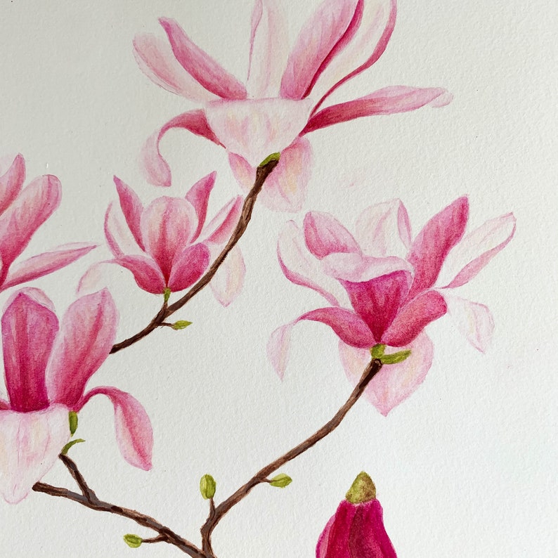 Pink Magnolia Original Watercolor Painting. 12 X 9. Unframed. - Etsy