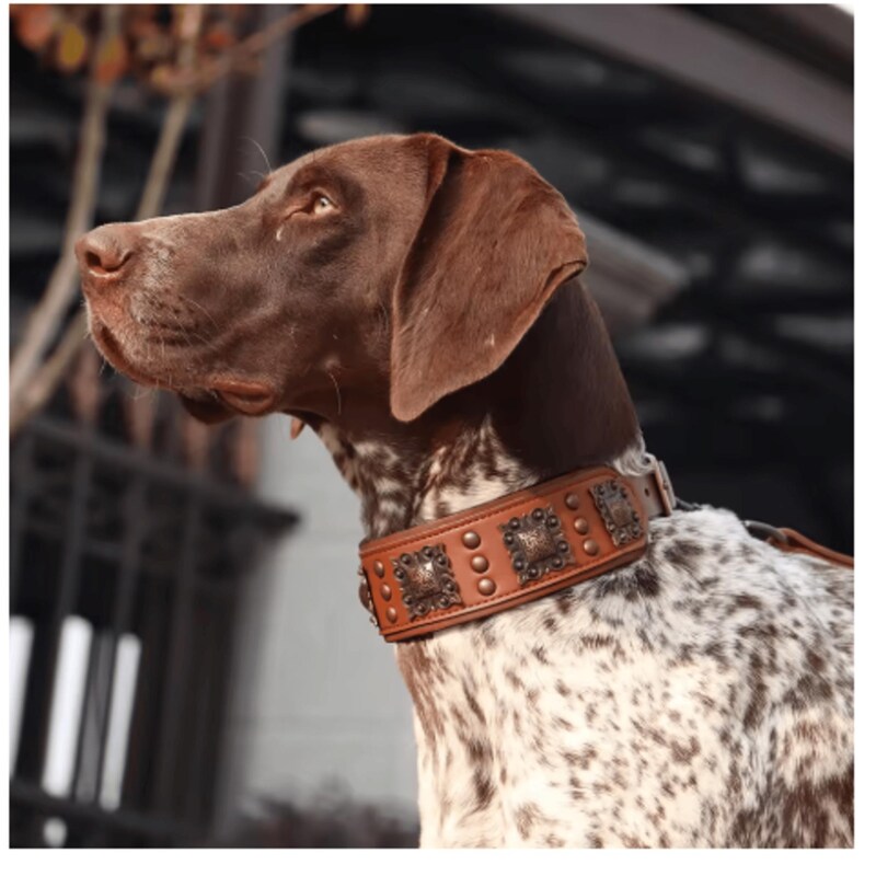 Spiked Dog Collar - Etsy