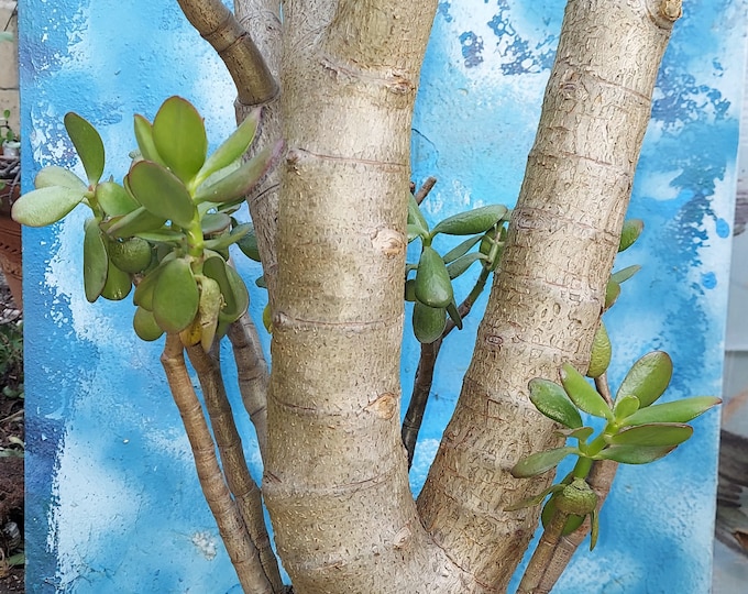 Bonsai Jade Crassula Ovata Thick Trunk 35 Yr Old Red Tip Jade 28" Tall ...