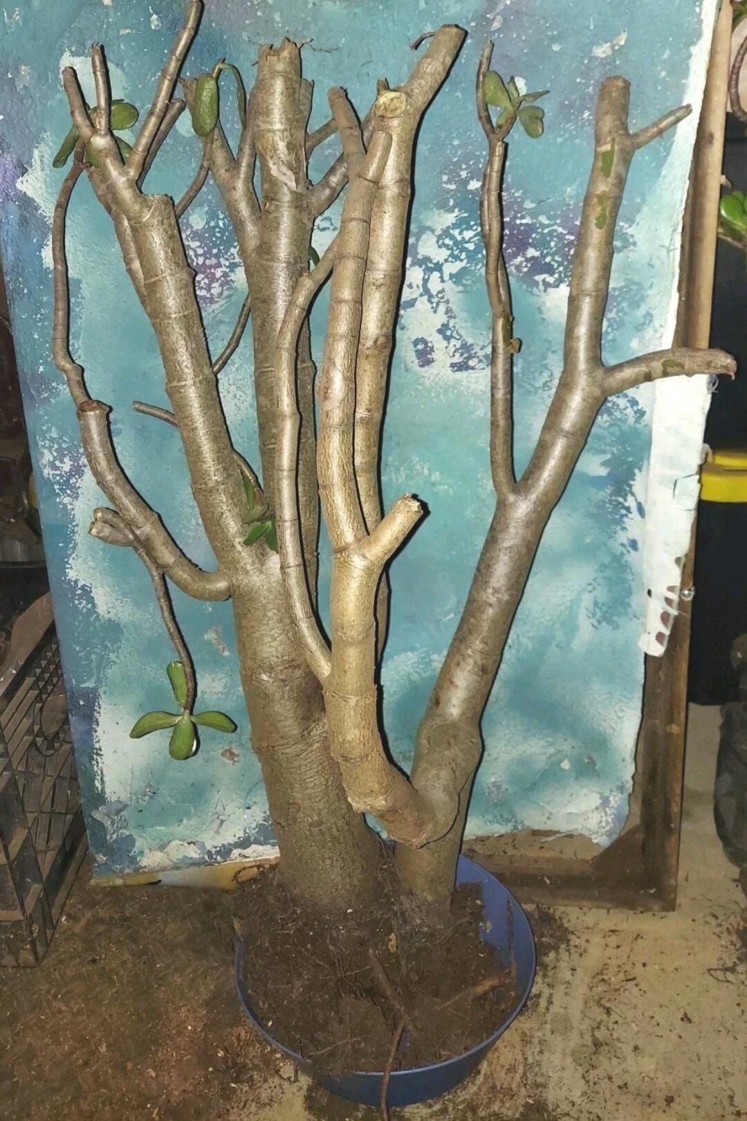 Jade 40 Yrs Old Crassula Ovata 33" Tall Great Bonsai Style 4" Thick ...