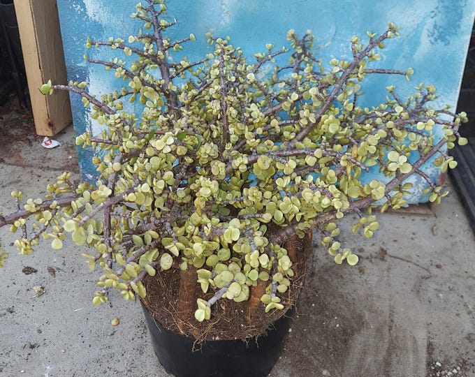 Variegated Small Leaf Jade Portulacaria Afra Variegata Great Style ...