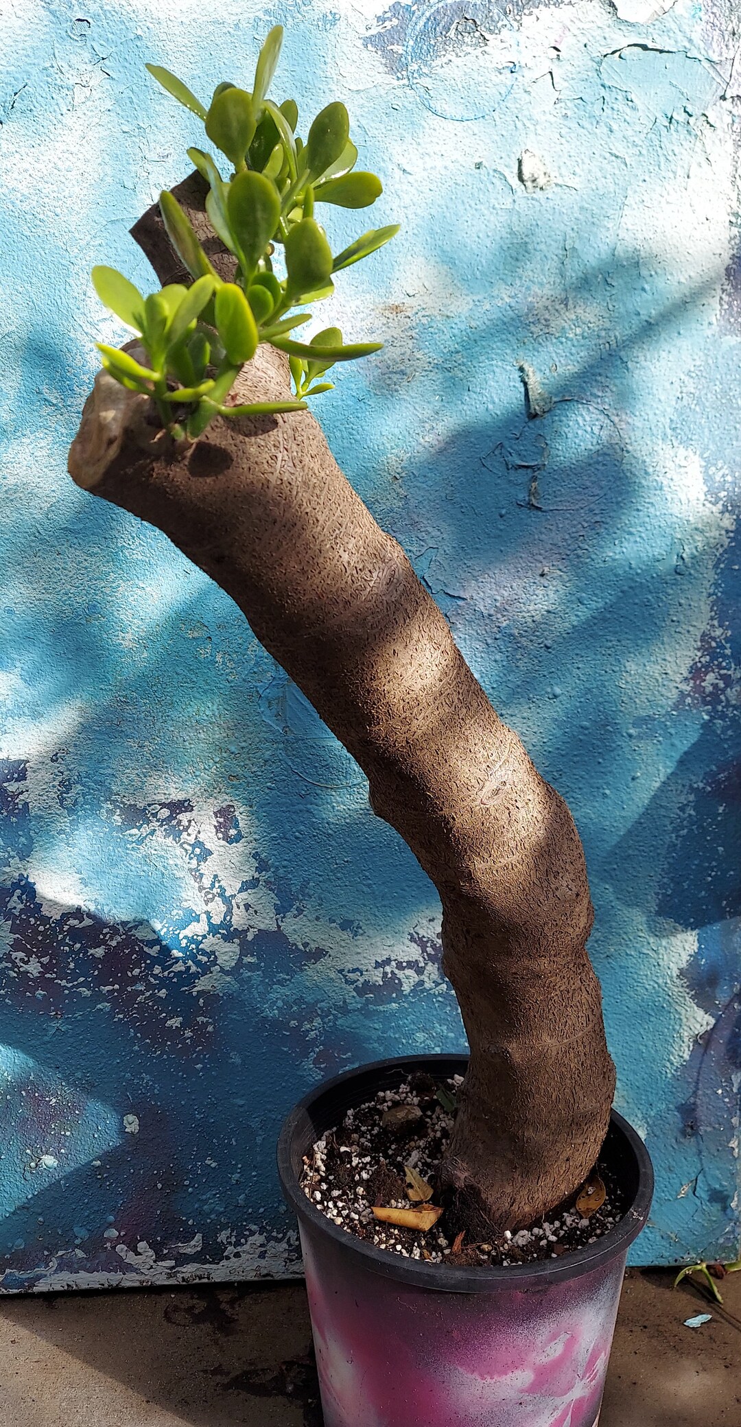 Bonsai Jade Crassula Ovata 30 Tall 3 Trunk Great Style Great 30 Yr Old ...