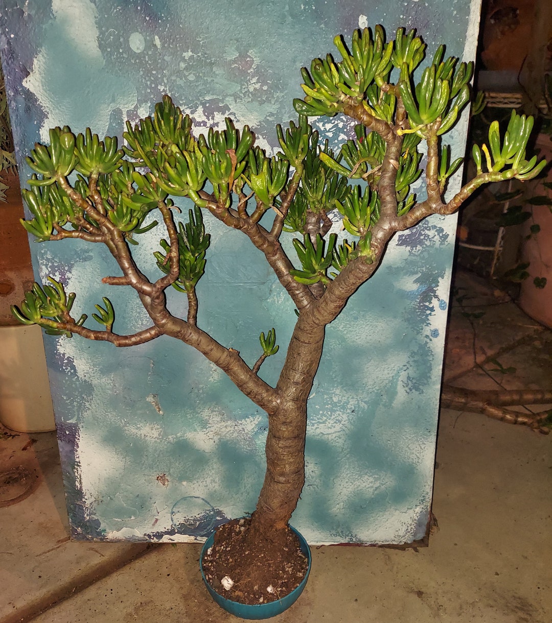 Bonsai Style Trumpet Jade Crassula Gollum 30 Tall Thick Trunk Rare 30 ...