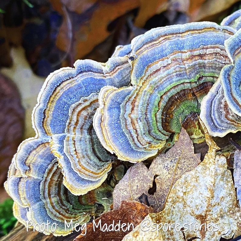 Blue Turkey Tail Mushroom Sticker by Spore Stories, Gift for Hiker ...
