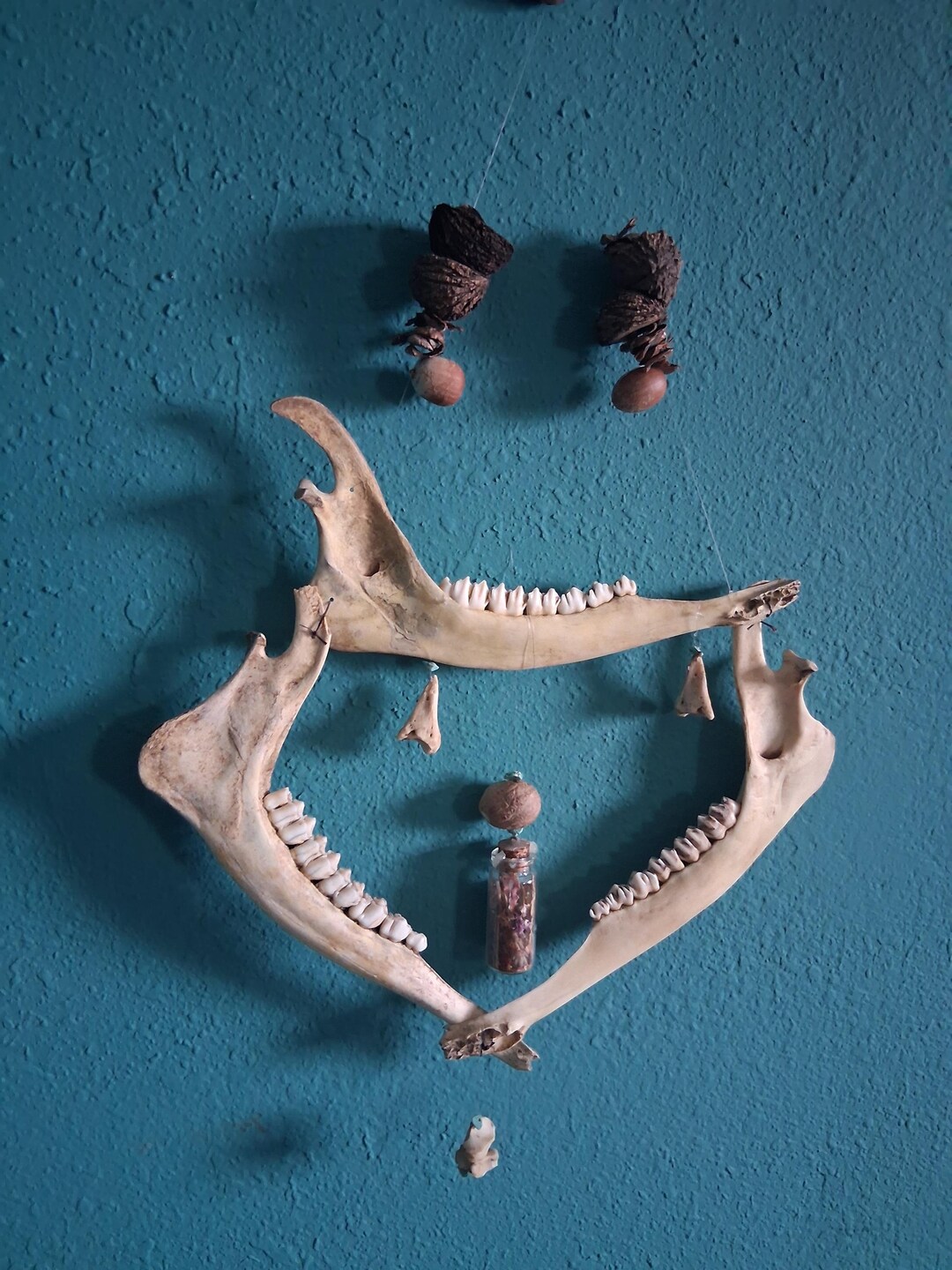 Protection Jaw Bones - Etsy