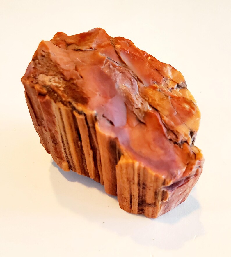 4 rocas petrificadas únicas / Madera fosilizada / Piedras petrificadas ...