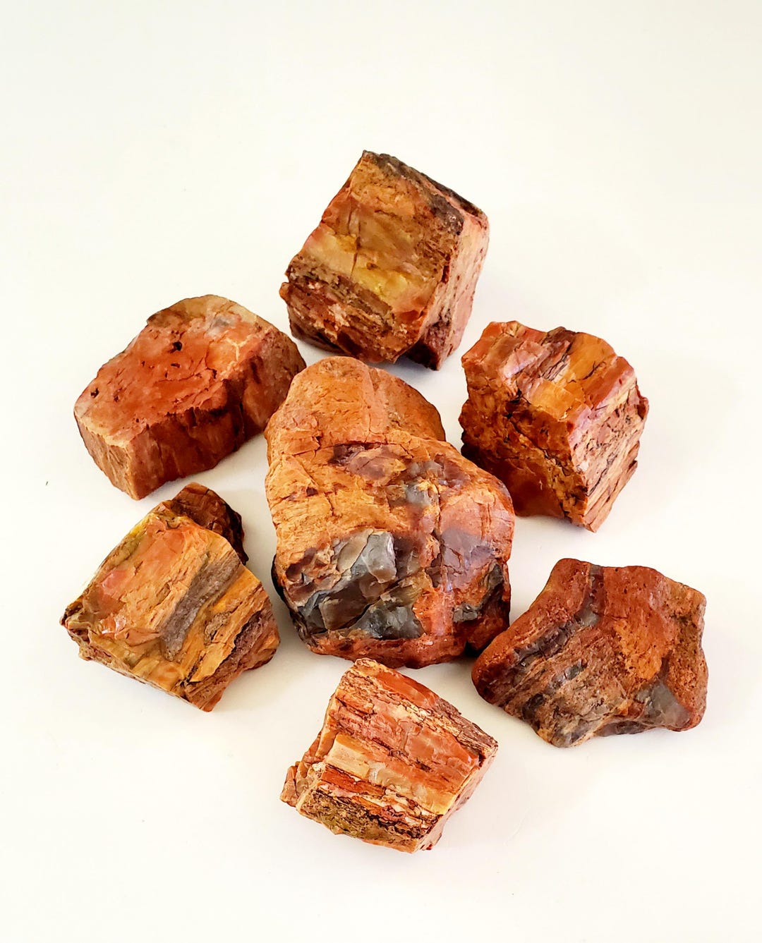 Group of 6 Colorful Petrified Rocks / Fossilized Wood / Agate Petrified ...