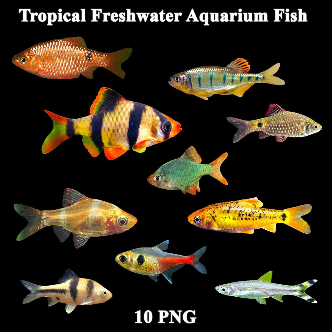 Freshwater Tropical Fish Clipart, 10 Bundle Realistic Aquarium Fish ...