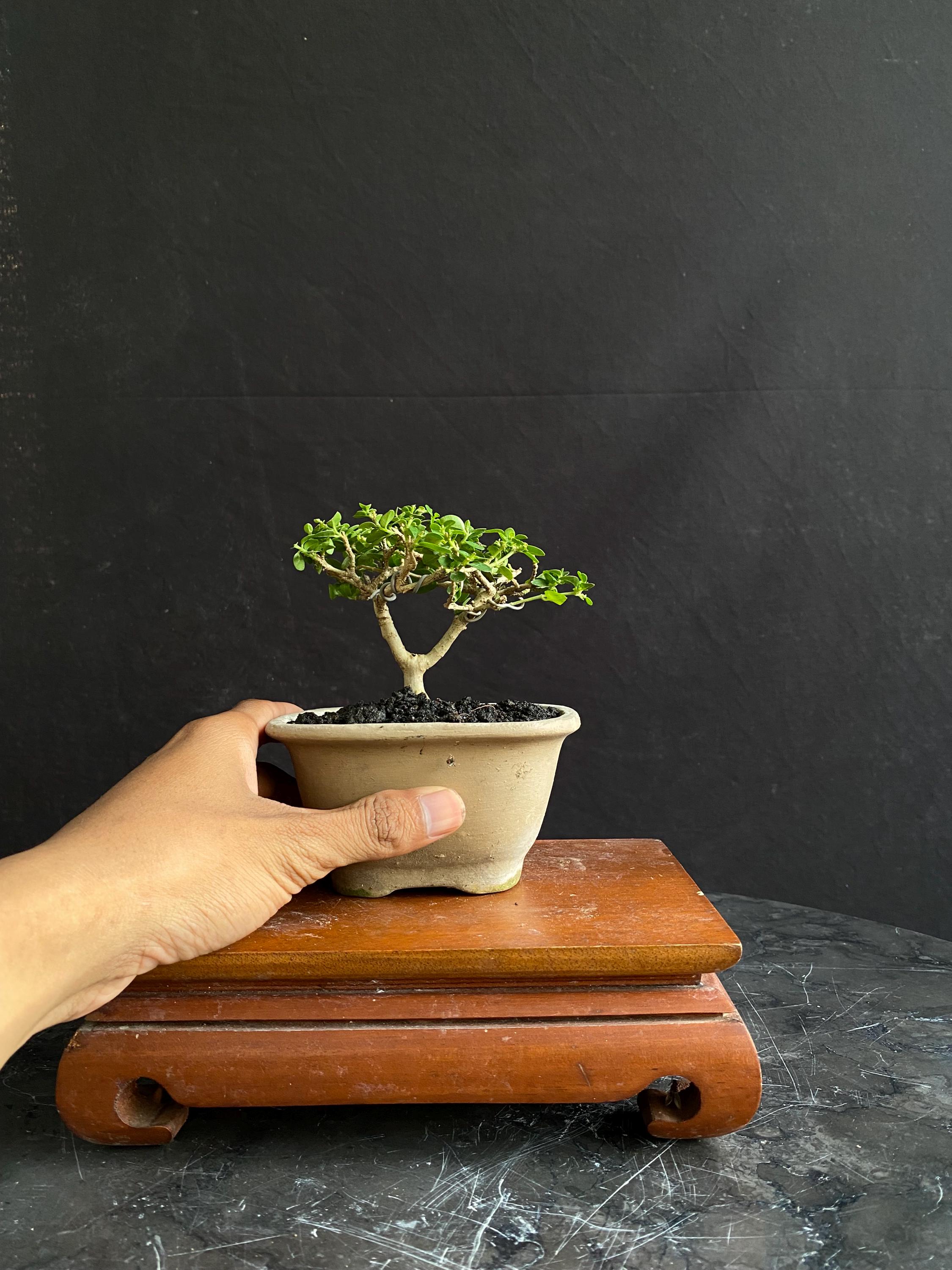 4 Tress Mame Size Premna Microphylla Bonsai - Actual Picture - Etsy