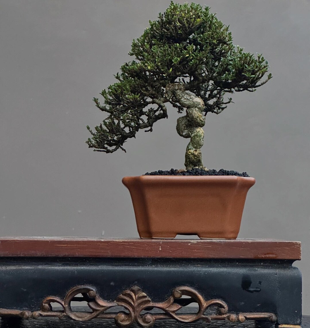 Serissa Micro Actual Picture Tree Bonsai Mame Size Harjo - Etsy