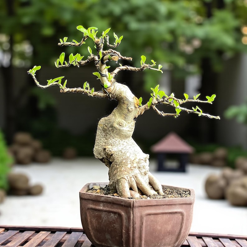 Baobab Bonsai Tree Big Trunk 01 - Etsy