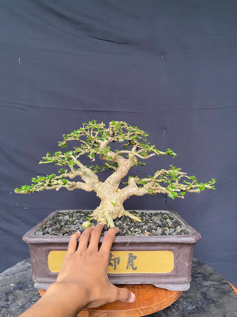 Premna Microphylla Actual Bonsai Tree- Actual Picture - Etsy