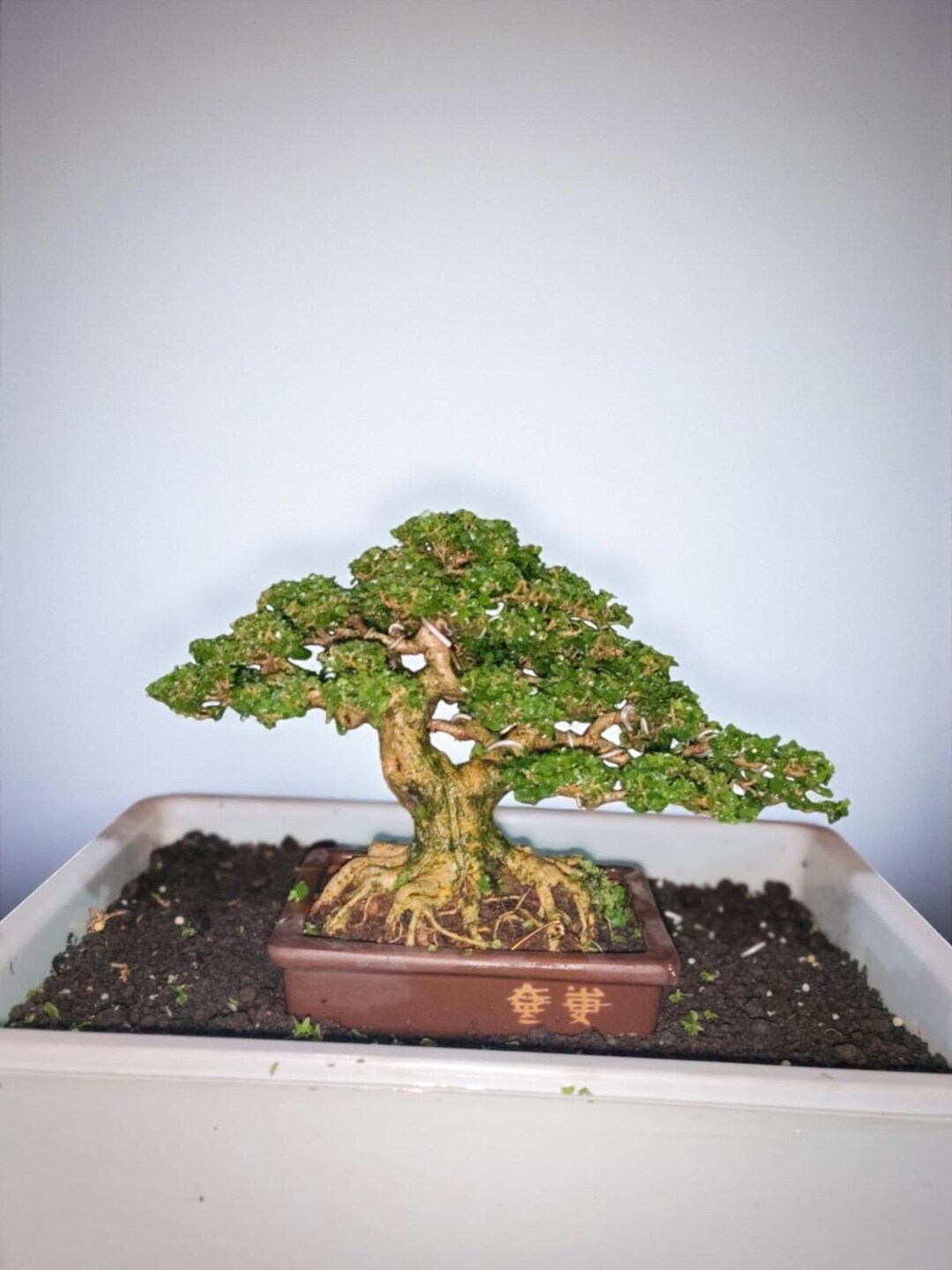 Premna Microphylla Bonsai - Mame Premna Actual Picture 01 Denaasa Bns ...