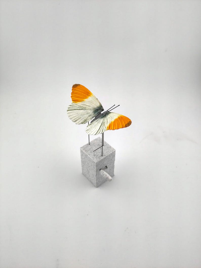 Orangetip Butterfly Automata (anthocharis Cardamines) - Flapping ...