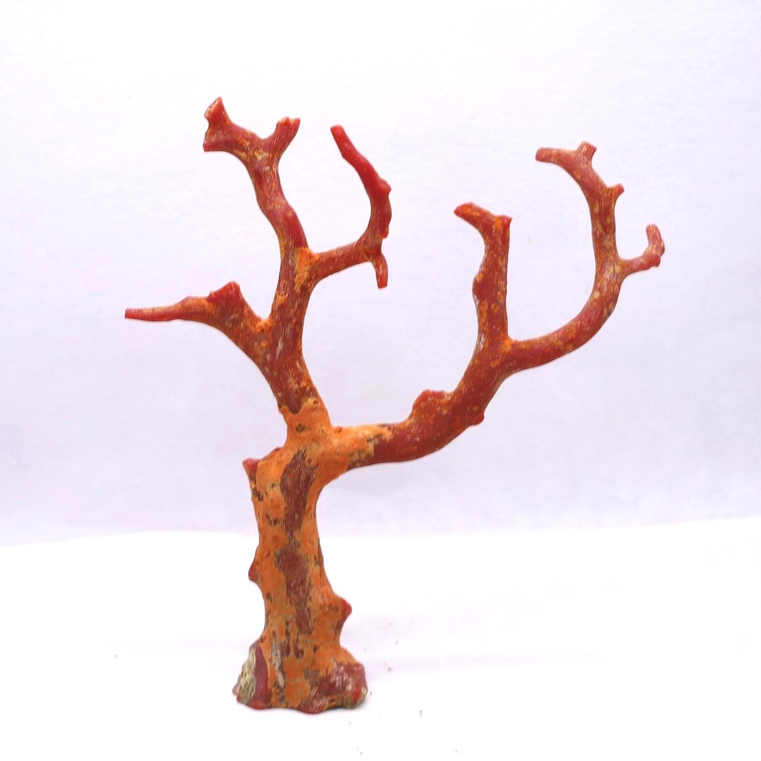 AAA+ Top Unique Quality 100% Natural Italian Red Coral Tree Raw Branch ...