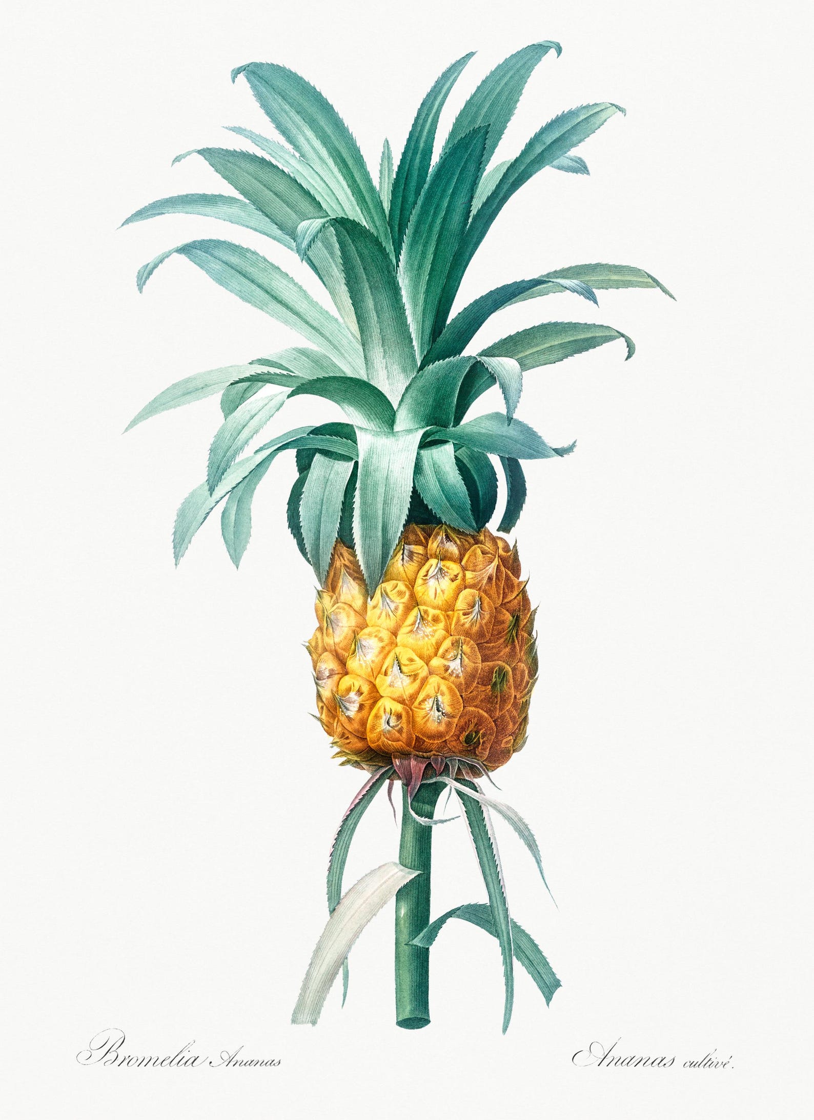 Vintage Pineapple Botanical Print – Ananas Wall Art | Tropical Fruit ...