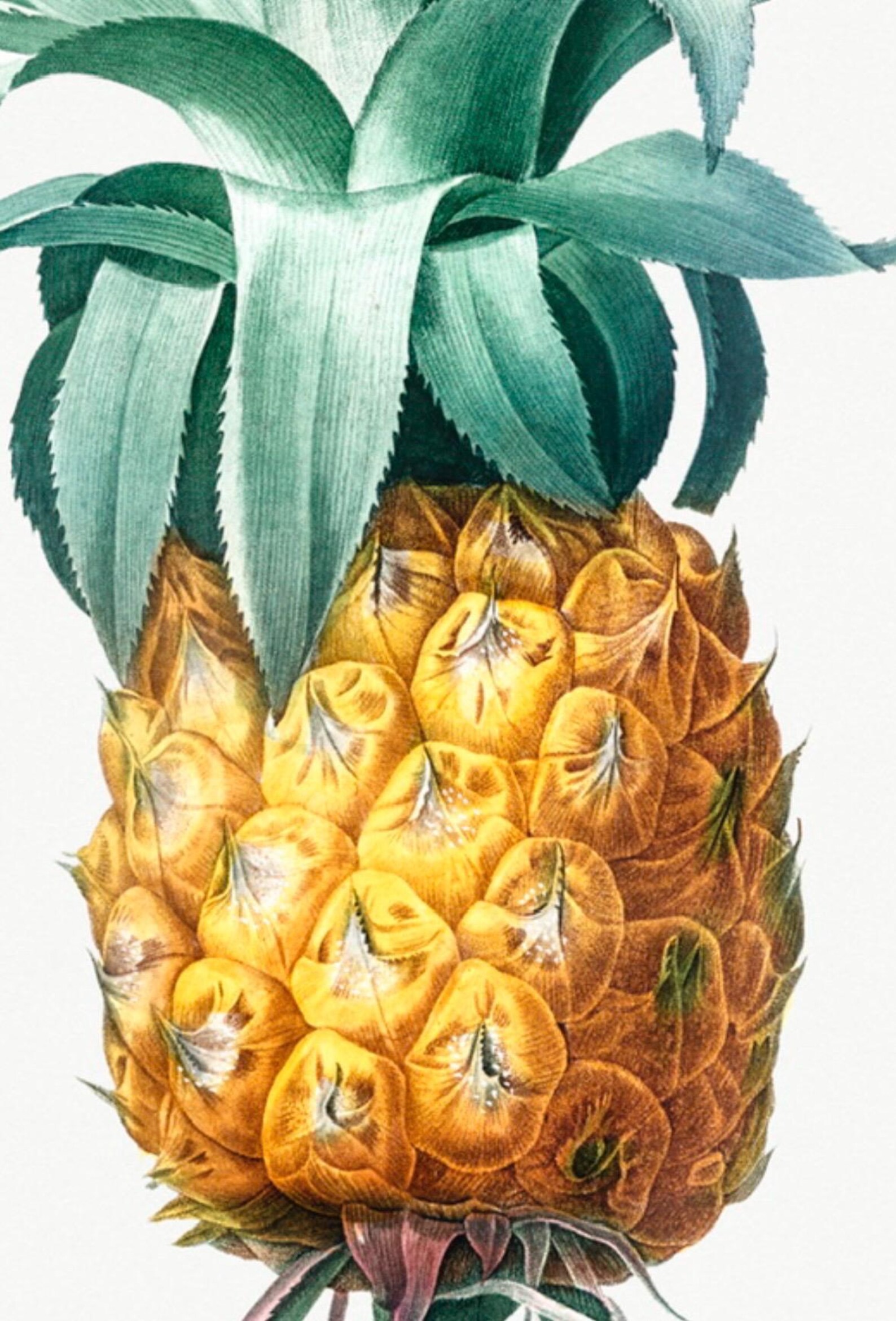 Vintage Pineapple Botanical Print – Ananas Wall Art | Tropical Fruit ...