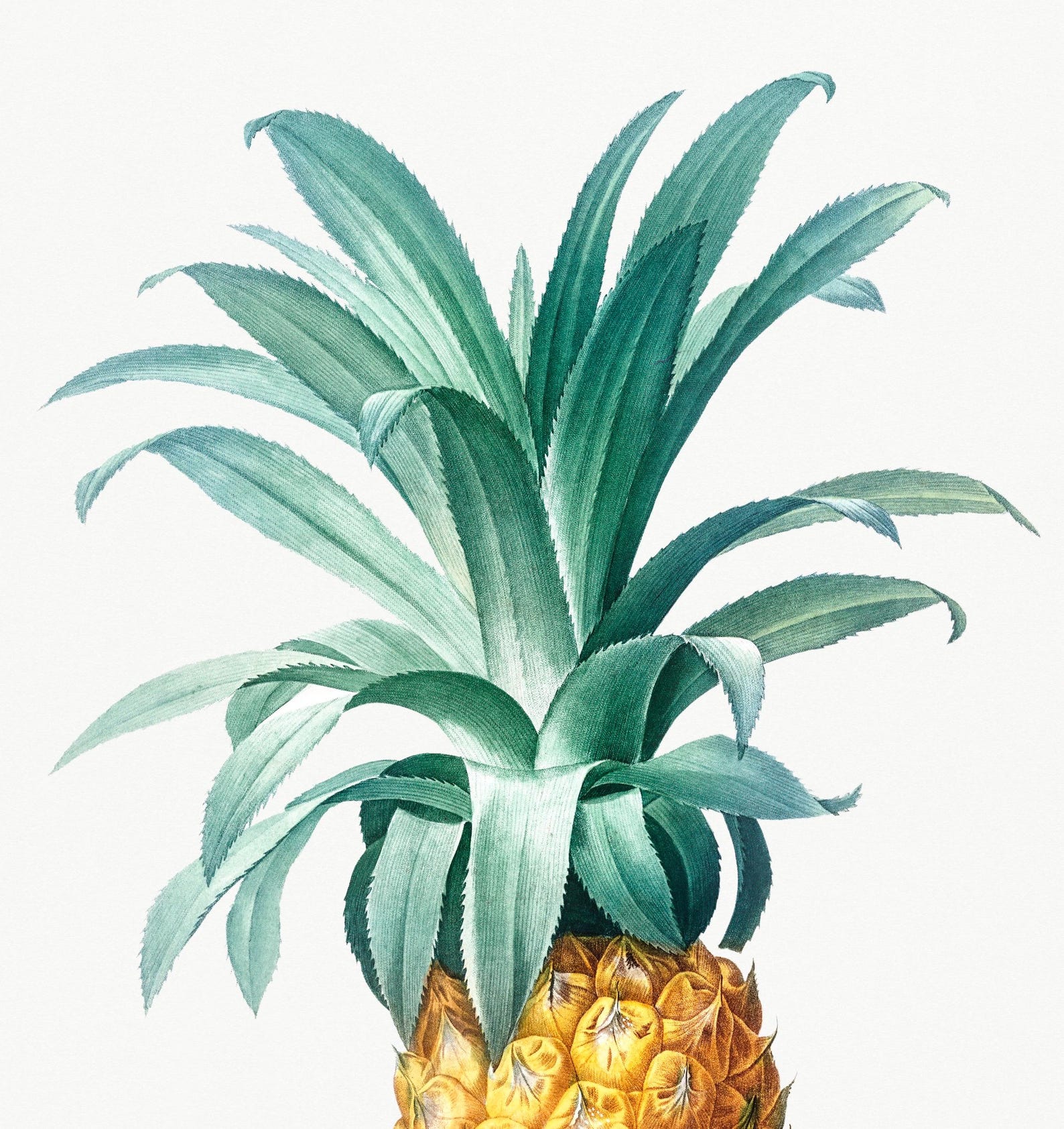 Vintage Pineapple Botanical Print – Ananas Wall Art | Tropical Fruit ...