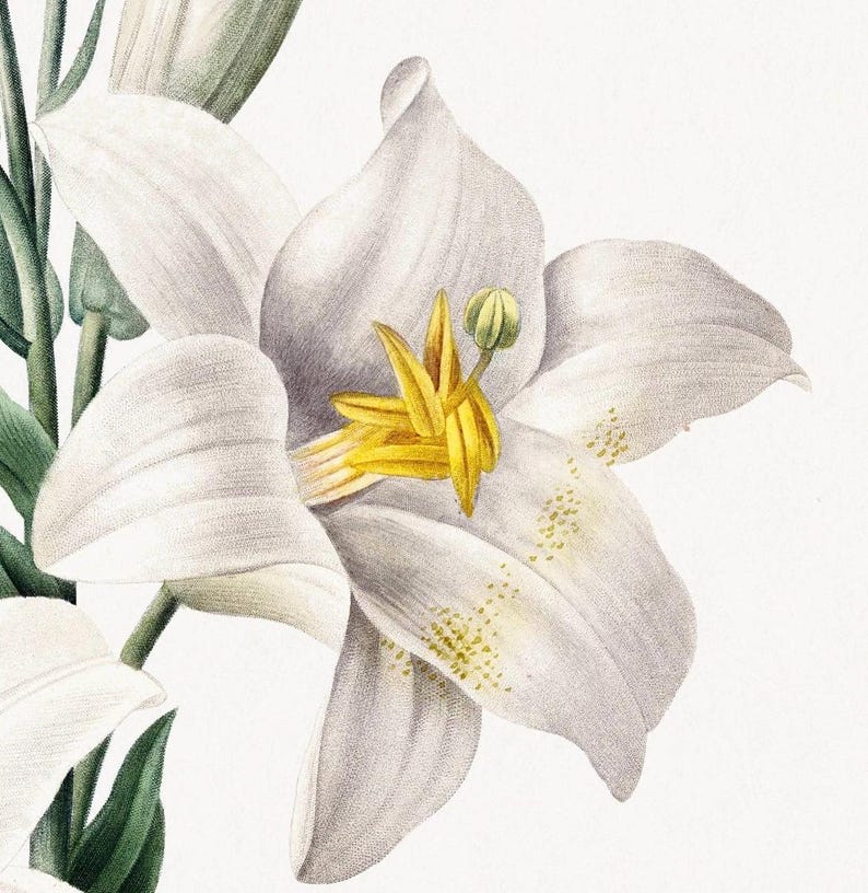 Madonna Lily Botanical Print – Vintage Flower Art by Redouté – Digital ...