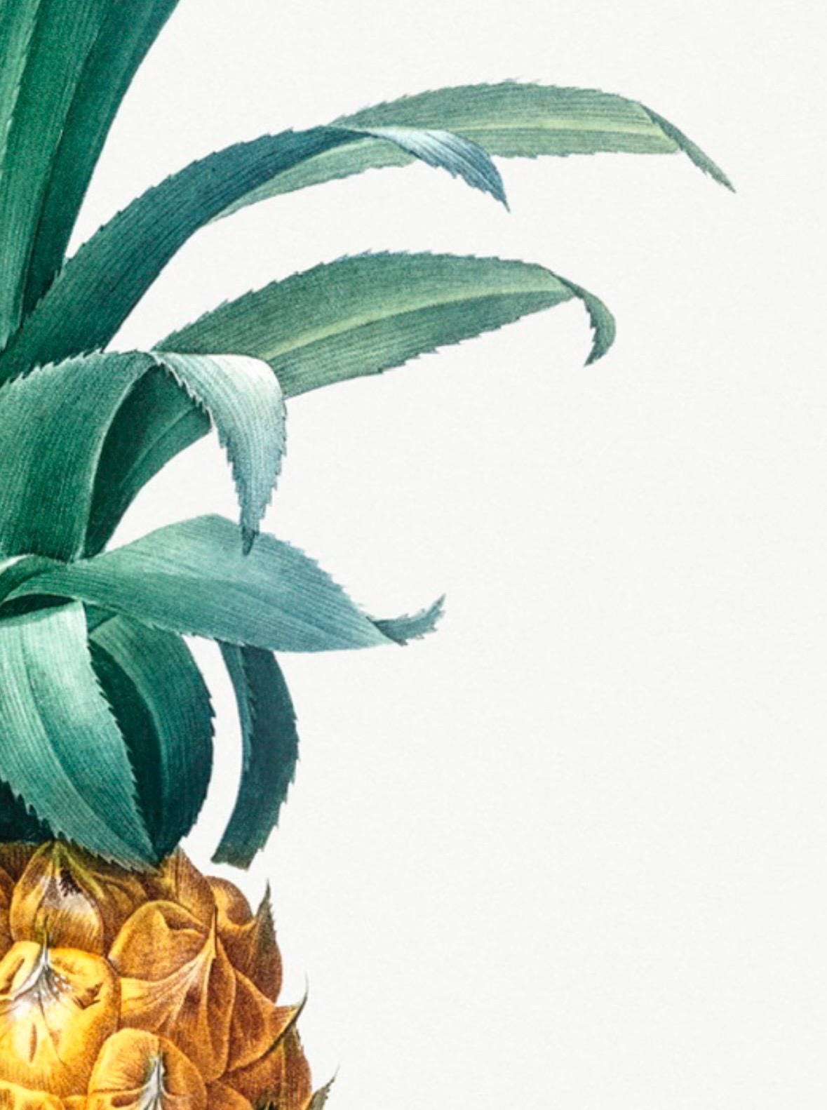 Vintage Pineapple Botanical Print – Ananas Wall Art | Tropical Fruit ...