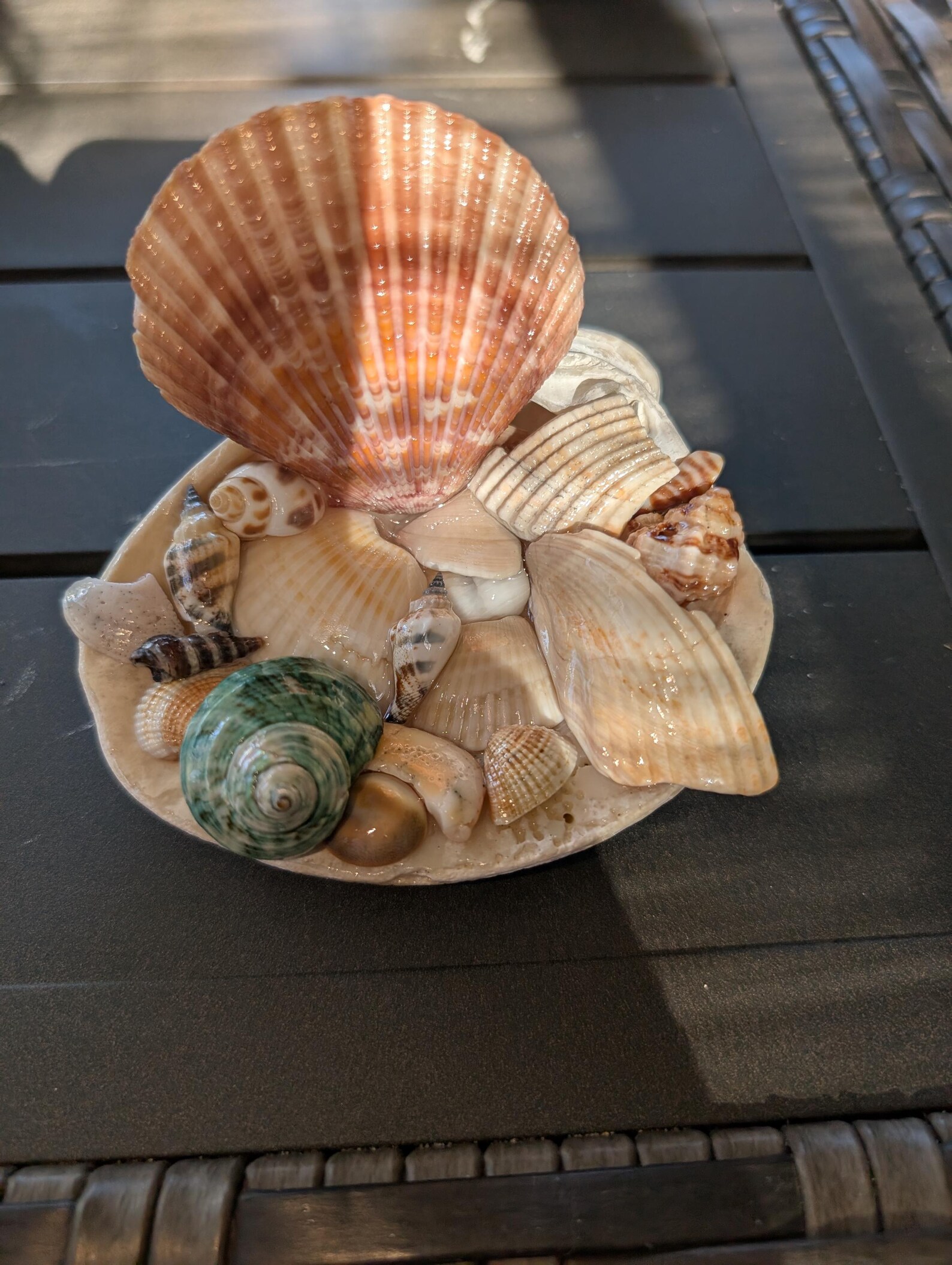 Florida Shell Art: Beach Coastal Decor - Etsy