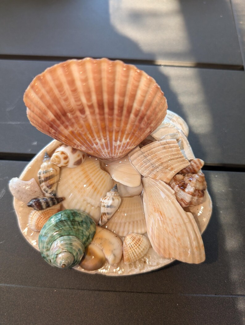 Florida Shell Art: Beach Coastal Decor - Etsy