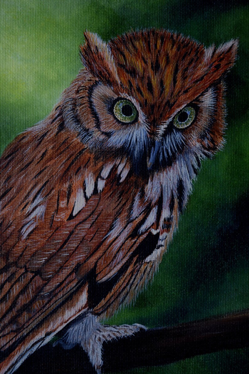 Screech Owl Painting Owl Painting Original Art Wildlife - Etsy