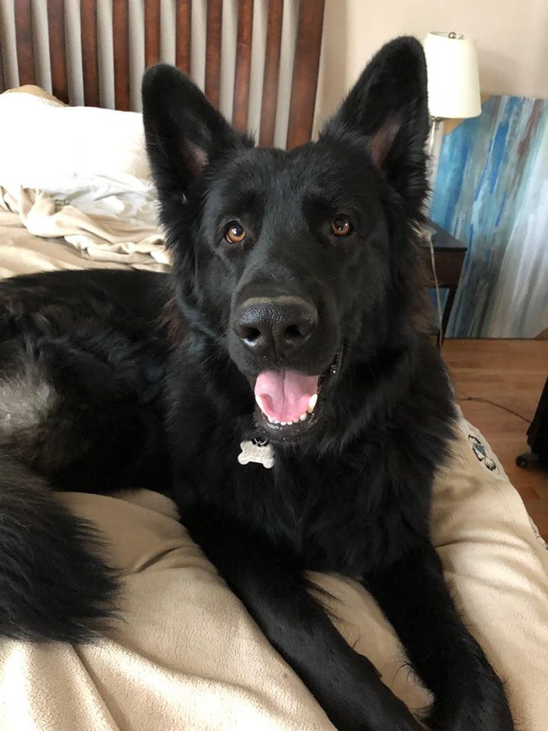 Custom Dog Painting: Three Dogs, Stretched Canvas, 16 X 20 Inches - Etsy