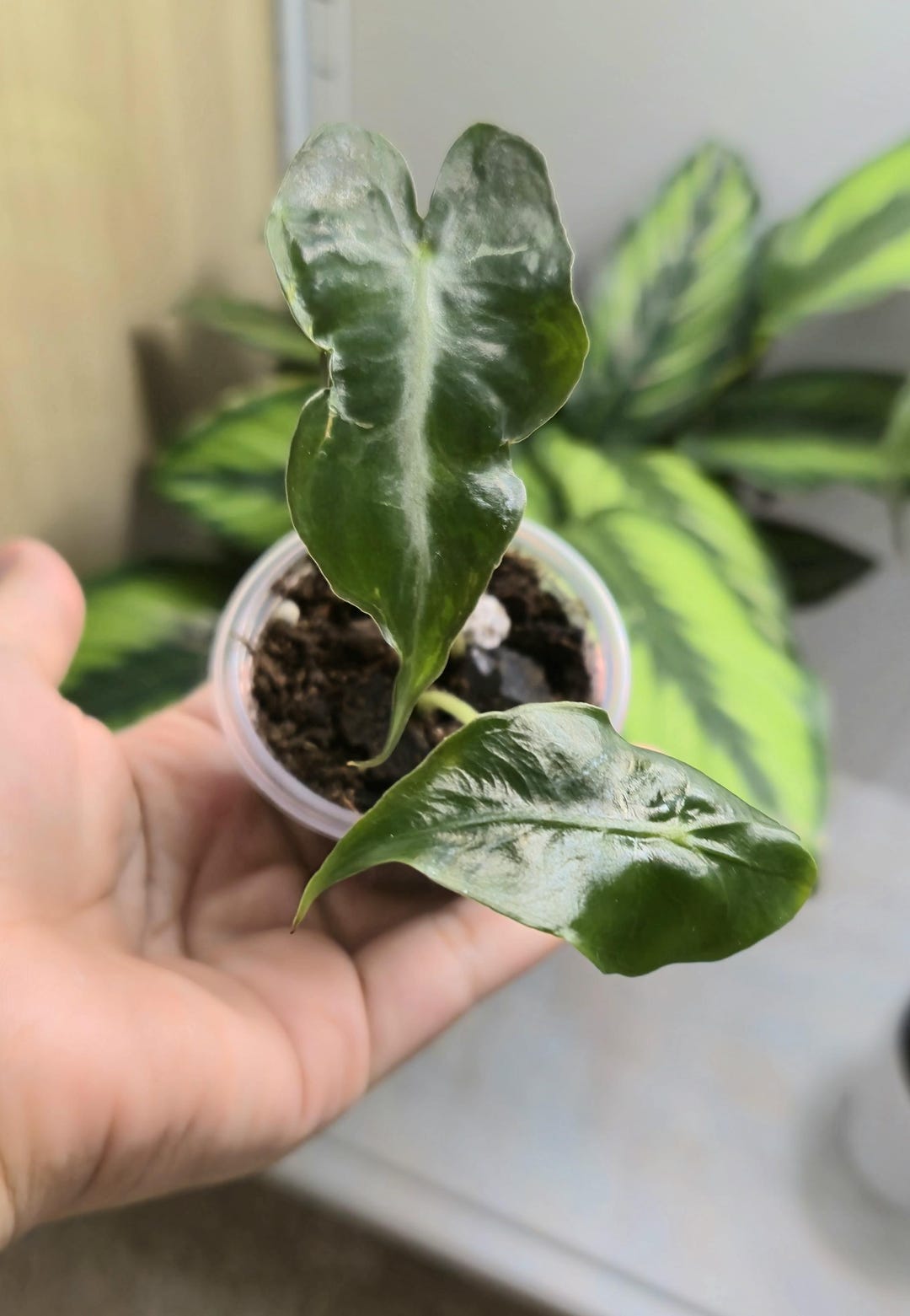 Rare Alocasia Venom Starter Plant ROOTED US SELLER - Etsy