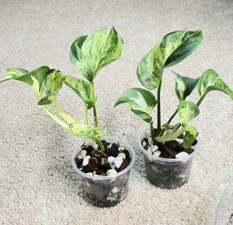 Manjula Pothos Rare Variegated Starter Plant With Roots - Etsy
