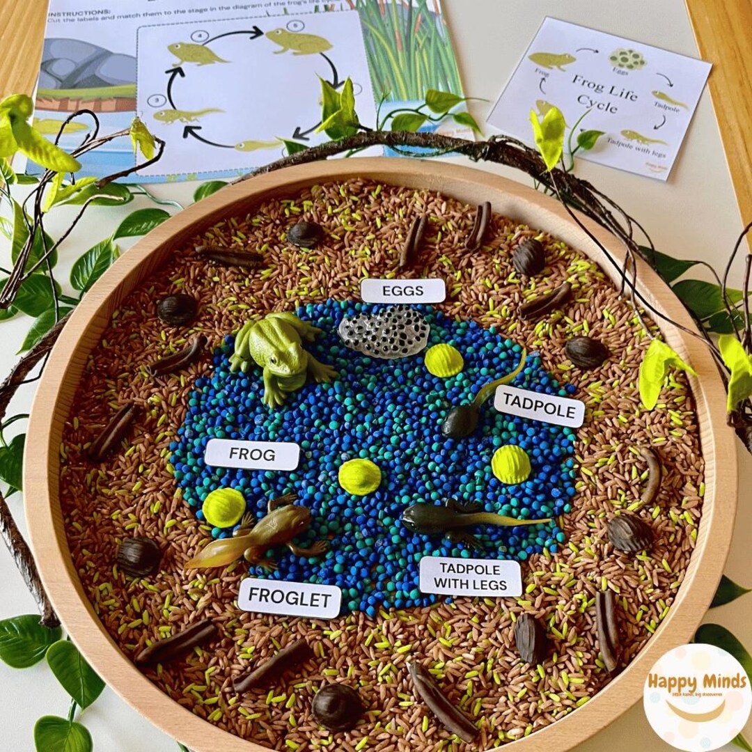 Pond Sensory Bin Filler | Swamp Sensory Play | Frog Life Cycle ...