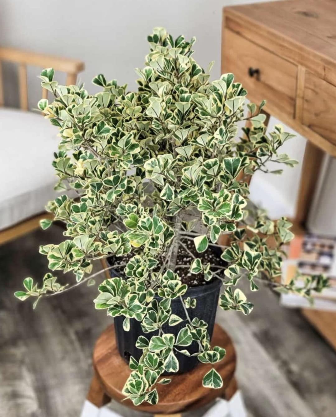 Variegated Ficus Triangularis – Rare Indoor Houseplant With Triangular ...