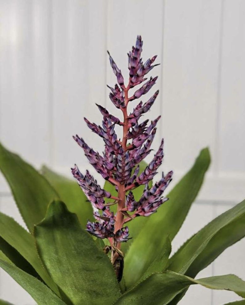 Live Aechmea ‘del Mar’ Bromeliad – Compact Blue-green Bromeliad With ...