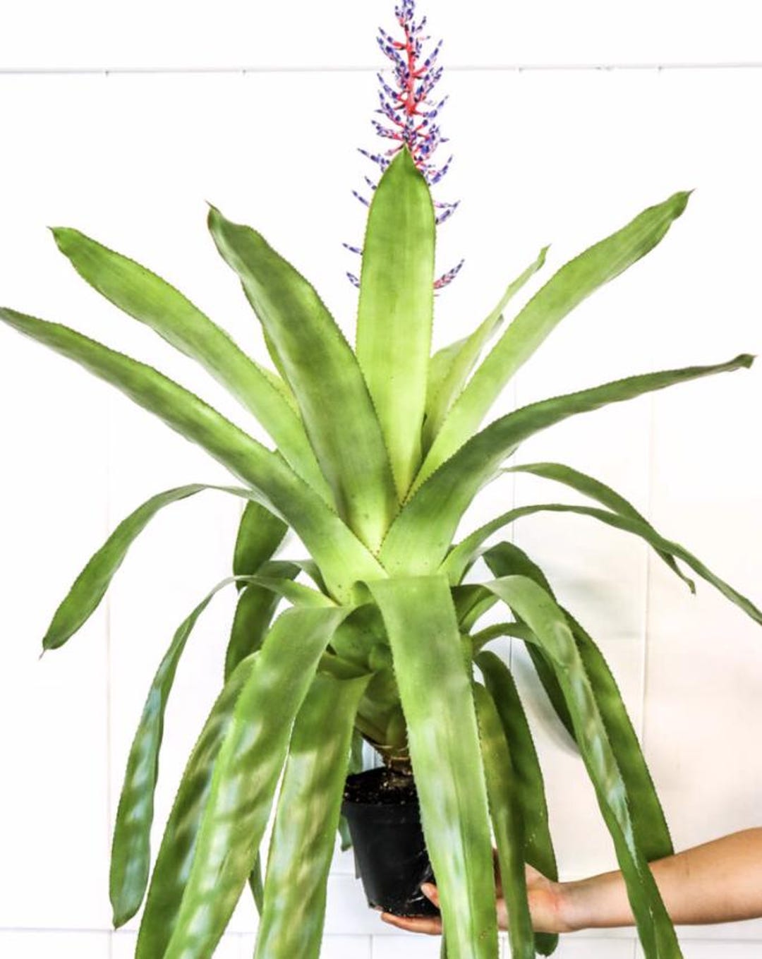 Live Aechmea ‘del Mar’ Bromeliad – Compact Blue-green Bromeliad With ...