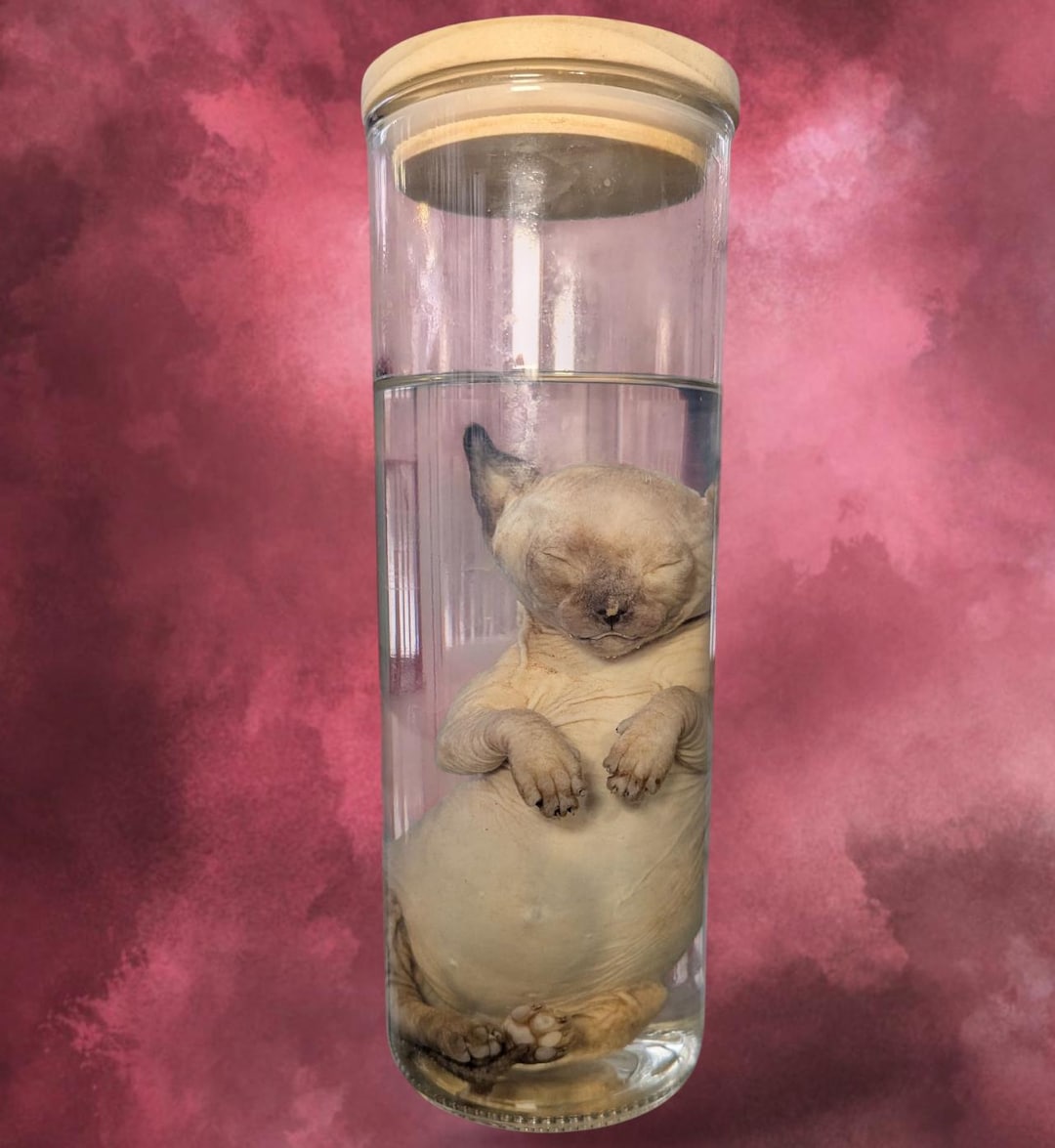 Seal Point Sphynx Kitten Wet Specimen in Jar - Etsy