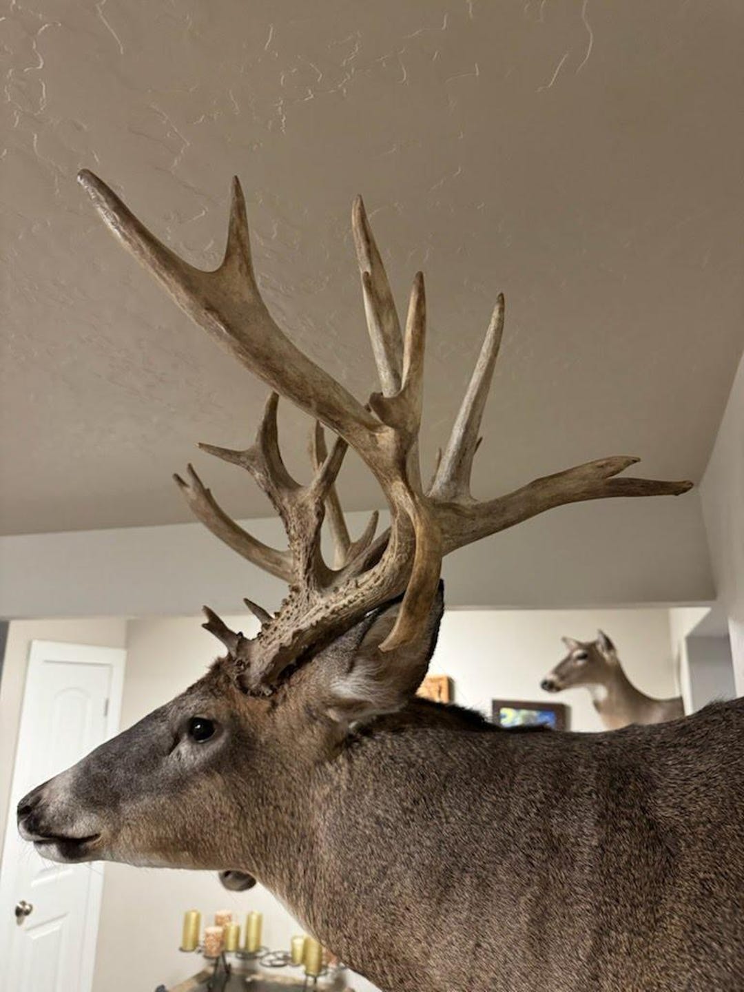 Giant 235+ Inch Whitetail Shoulder Mount | Ethically Harvested ...