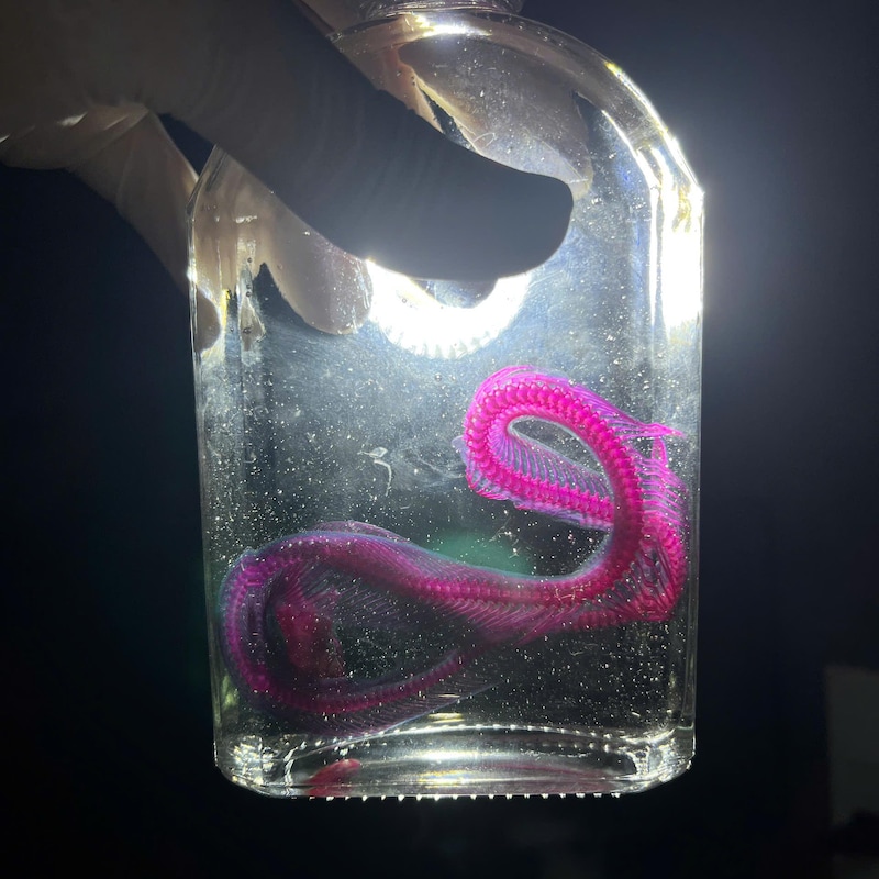 Diaphonization - Etsy