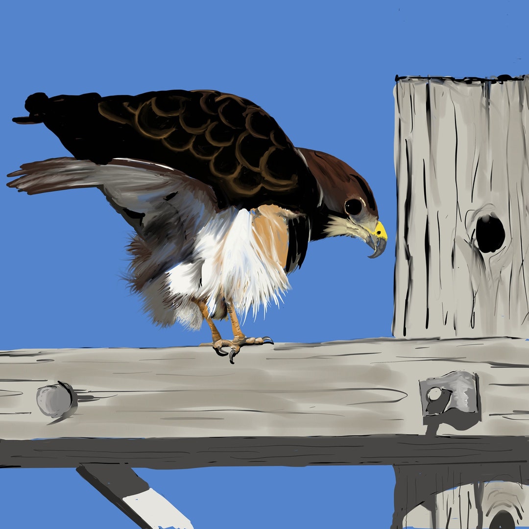 6 Raptor Notecards: Swainson Hawks, Great Horned Owl Fledgling, Cooper ...