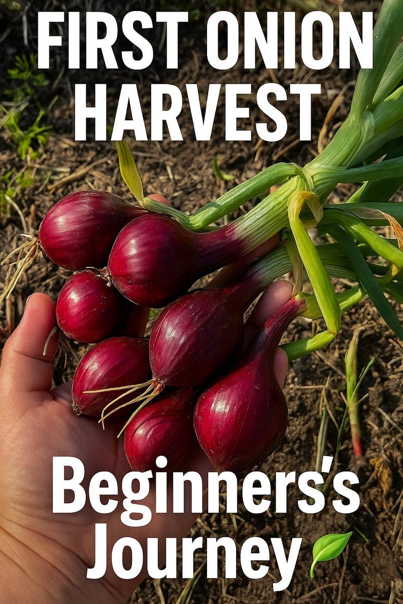 Printable Gardening Guide | Succession Planting Cheat Sheet | Grow More ...
