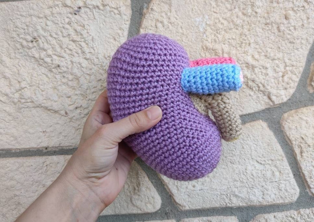 Kidney, Crochet Organ, Human Body, Automatical, Anatomy, Transplant ...
