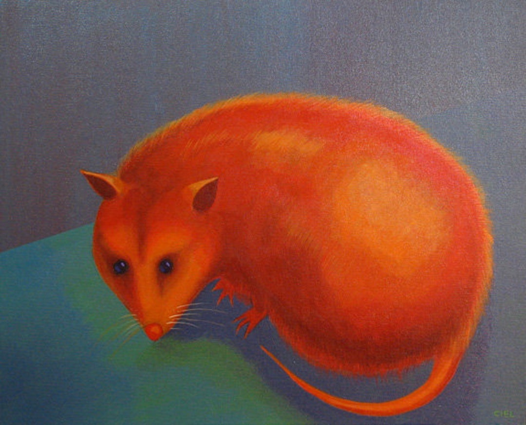 Red Opossum – Giclee Print - Etsy