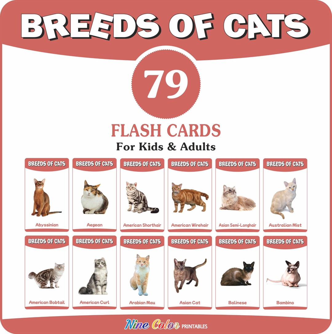 Cat Breeds Flashcards | 79 Printable Cards, Montessori Education (PDF ...