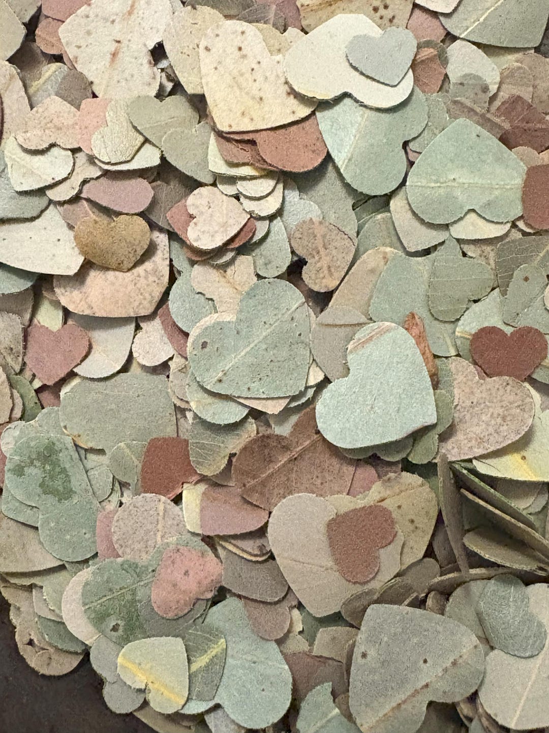 Eco Eucalyptus Confetti: Biodegradable Wedding & Party Toss (100 Grams ...