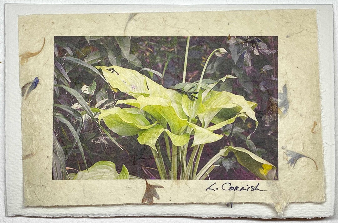 Hosta Greeting Card-original Photograph- Signed - Etsy