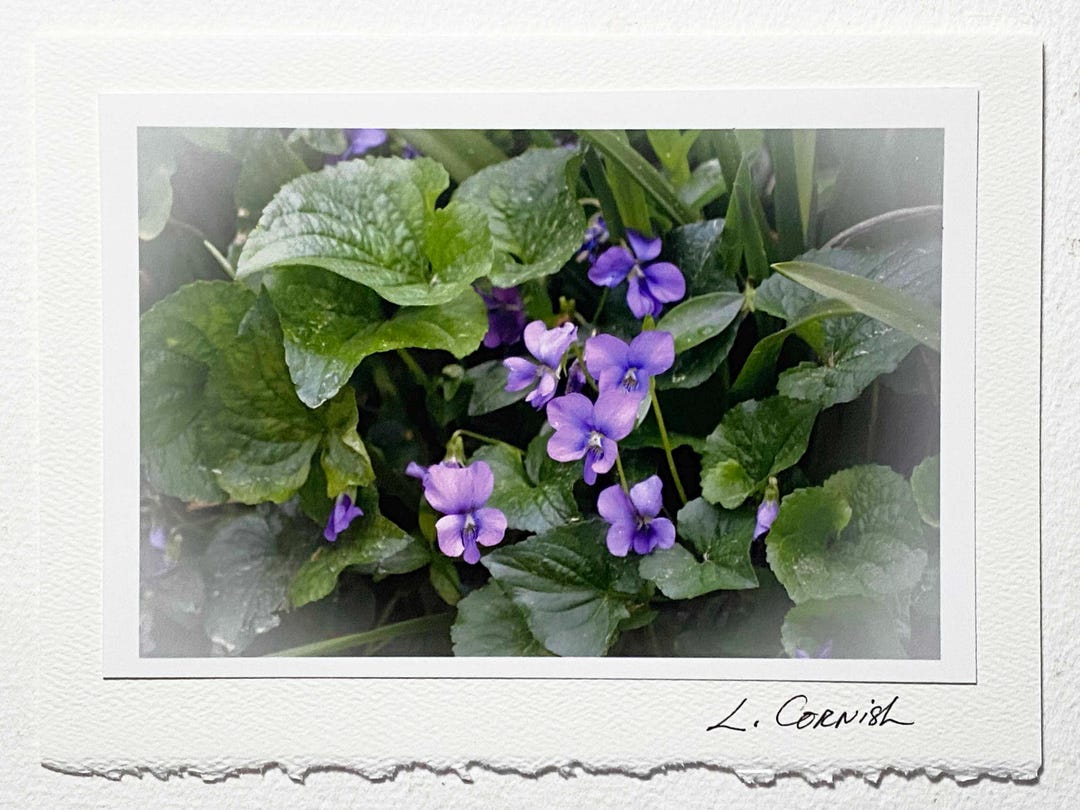 Original Signed Photography Print - Violets - Etsy