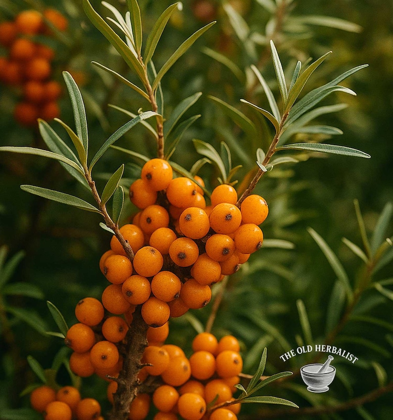 Sea Buckthorn Berries – Wild Harvested | Hippophae Rhamnoides | Fresh ...