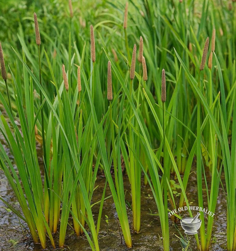 Raiz de cálamo-aromático – Acorus calamus – Raiz cortada solta - Etsy ...