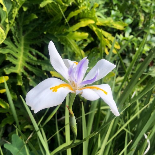 BloomAlongTheWay - Etsy