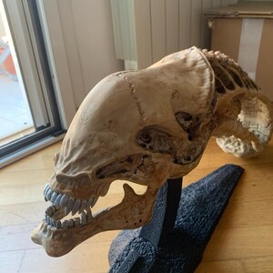 Alien Xenomorph Skull Replica 1:1 / Handmade 3d Printed and Paint ...